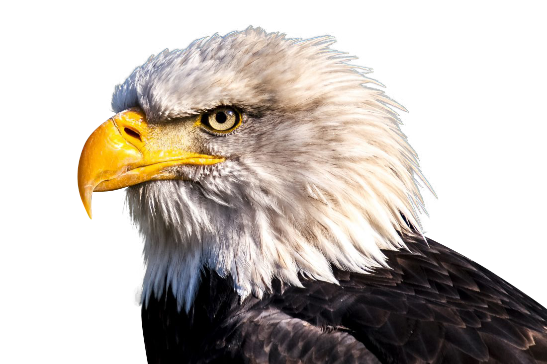 white eagle with yellow beak Transparent Background PNG - Get your free ...